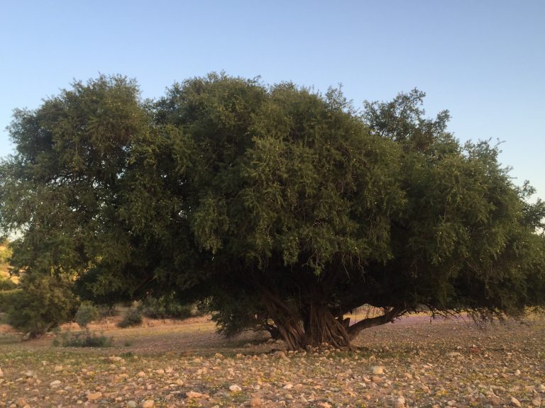 May 10 - The official day of the Argan tree - Argan Care